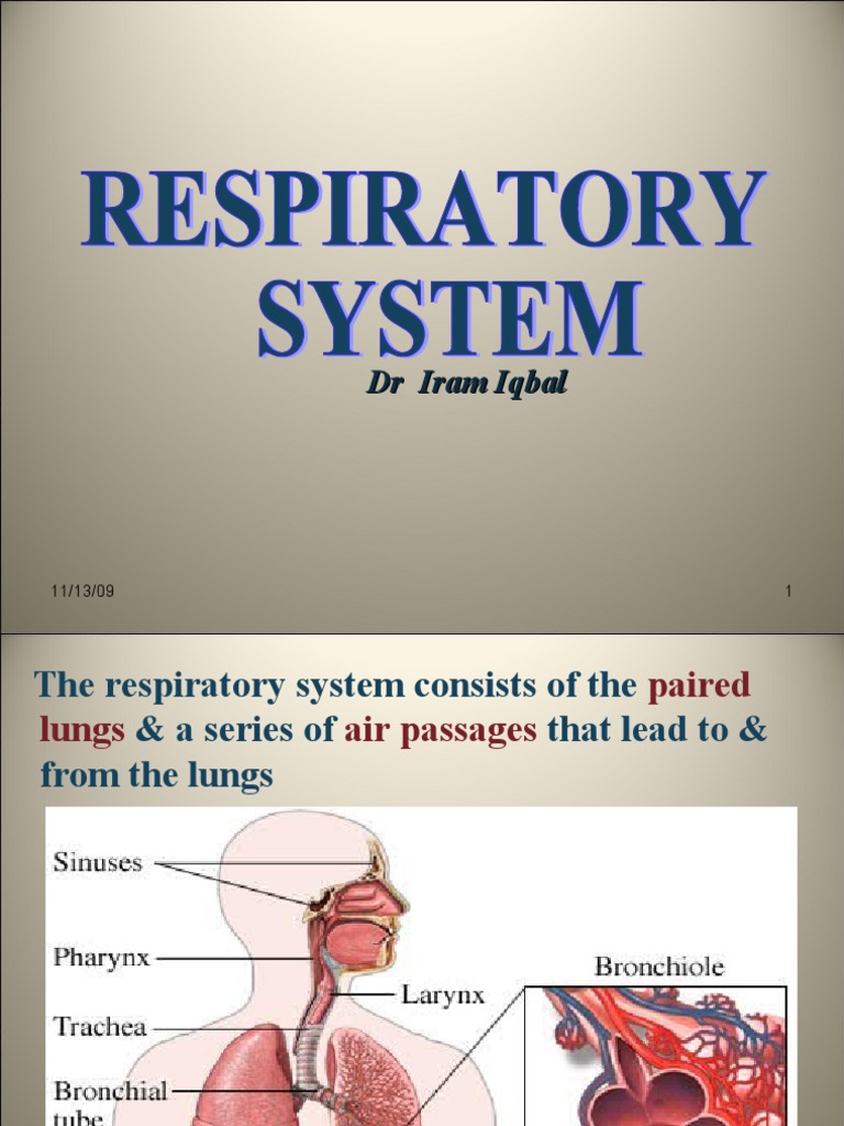 Respiratory System | PDF | Epithelium | Lung
