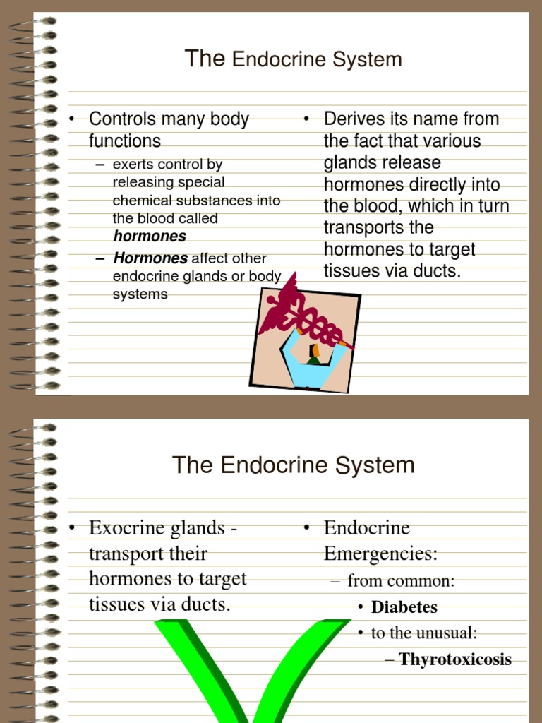 Endocrine To IGCSE Biology | PDF | Adrenal Gland | Endocrine System