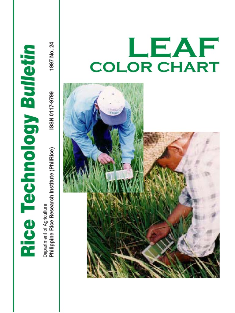 Warna Daun Padi LCC | PDF | Fertilizer | Rice