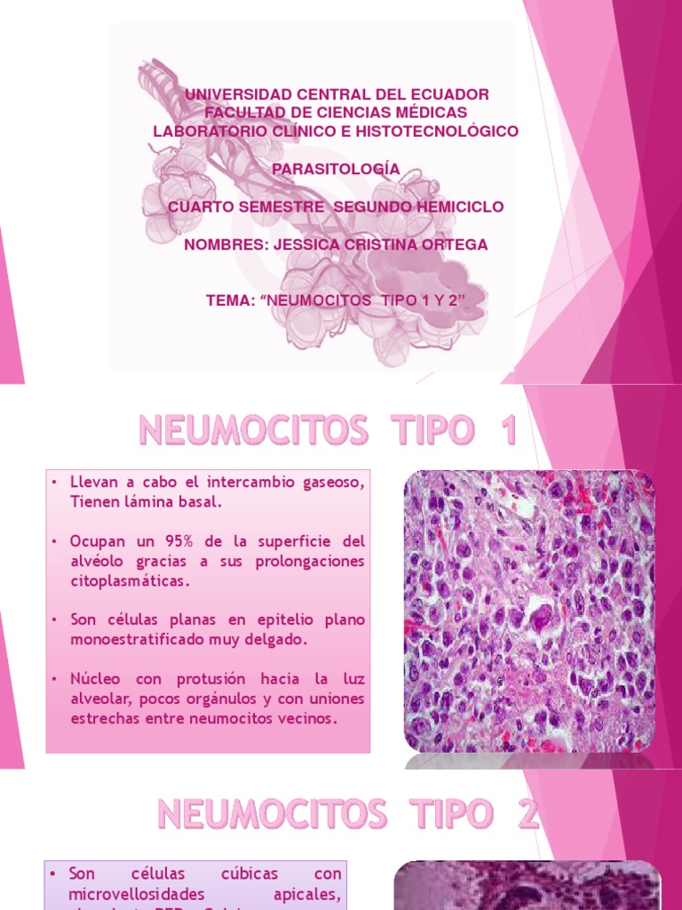 Neumocitos Tipo 1 y 2 | PDF