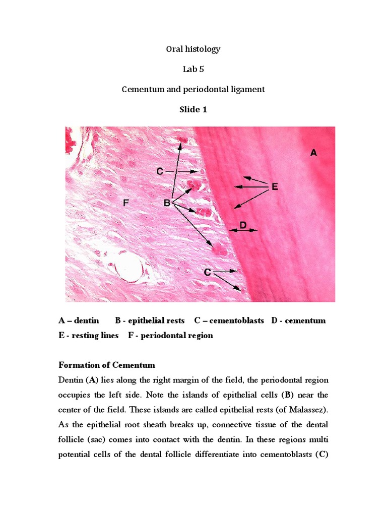 Histology of Cementum and PDL | PDF | Anatomy | Animal Anatomy