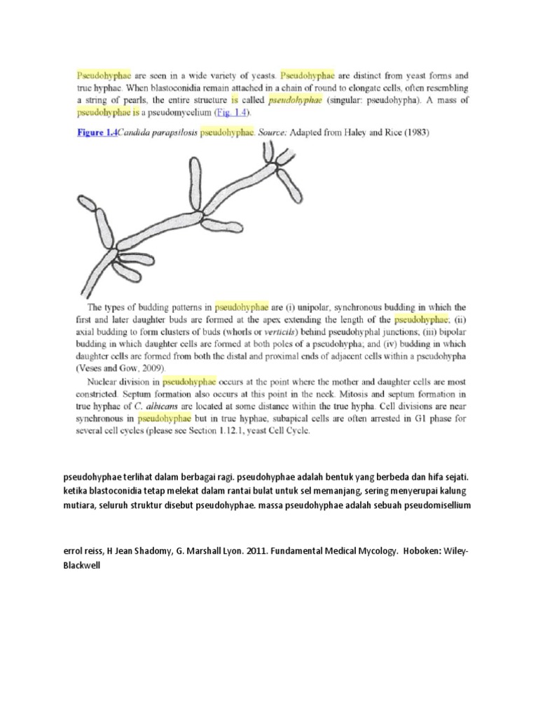Pseudohyphae | PDF
