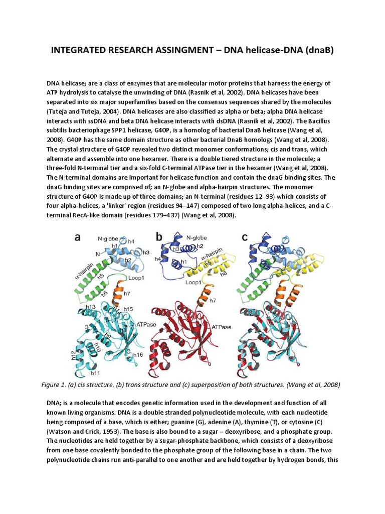 Integrated Research Assingment - Dna Helicase-Dna (Dnab) | PDF | Dna ...