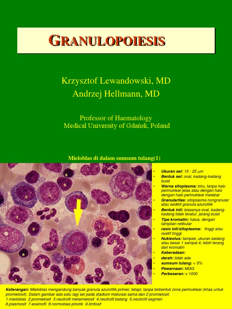 Karakteristik Granulopoiesis Neutrofil | PDF