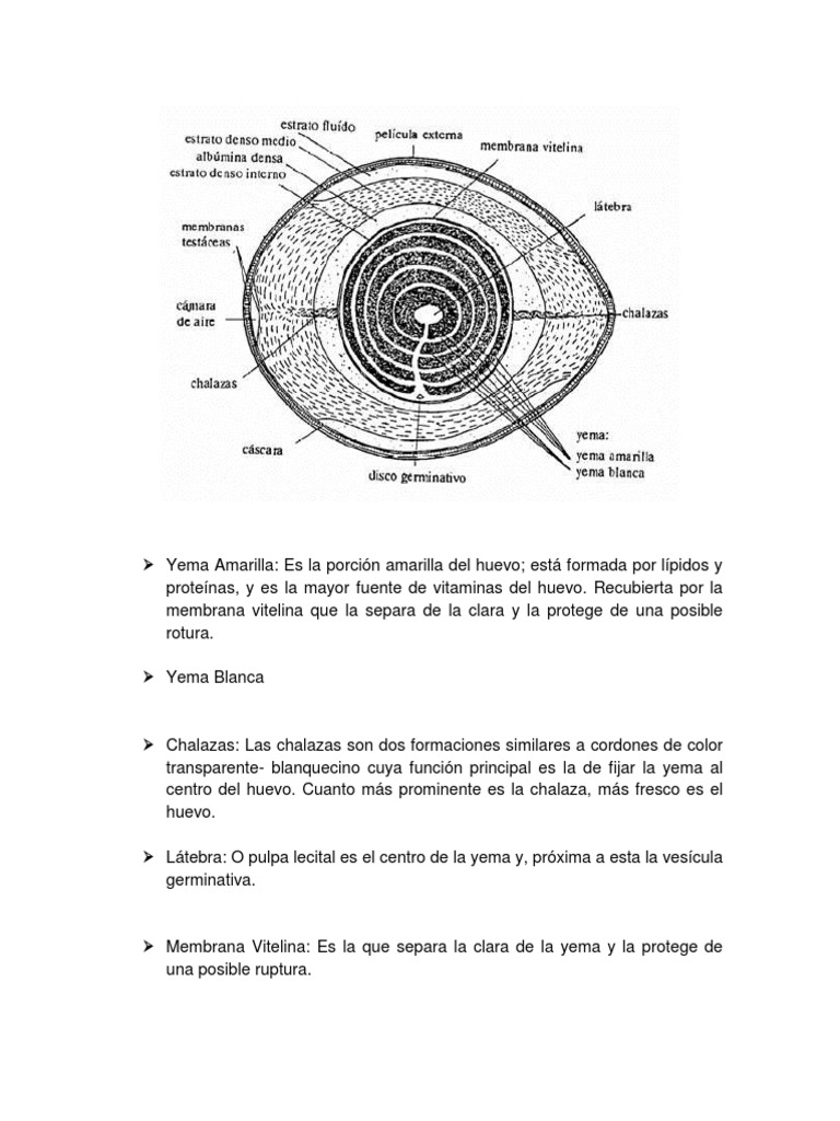 La anatomía del huevo: una descripción detallada de sus partes y ...
