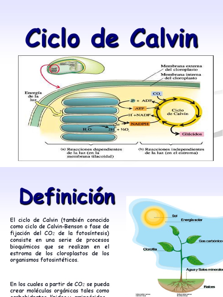Ciclo de Calvin | PDF | Fotosíntesis | Fotoquímica