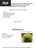 Ficha Técnica Del Pasto Guinea (Panicum Máximum Cv. Guinea Común) | PDF