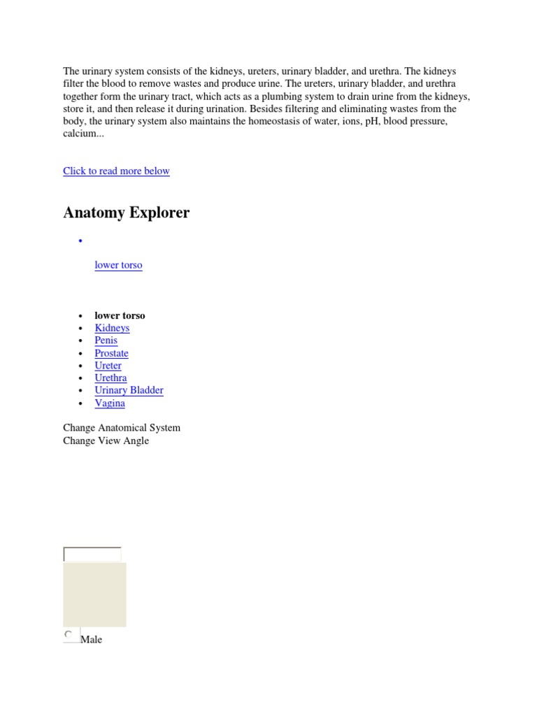 Anatomy Explorer: Click To Read More Below | PDF | Kidney | Urinary System