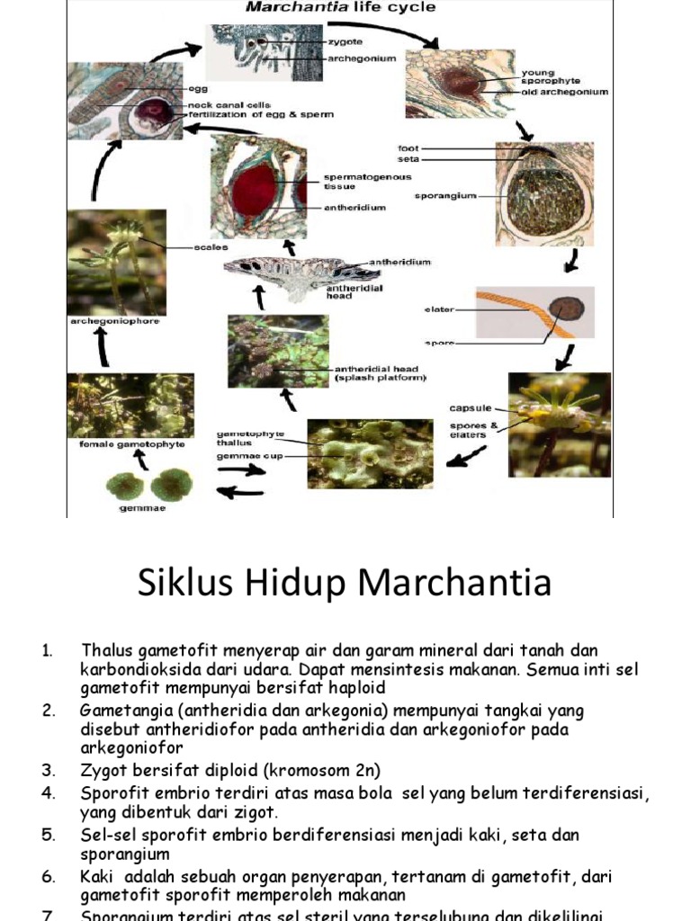 Marchantia Kikibakekok | PDF | Kajian Bahasa Asing