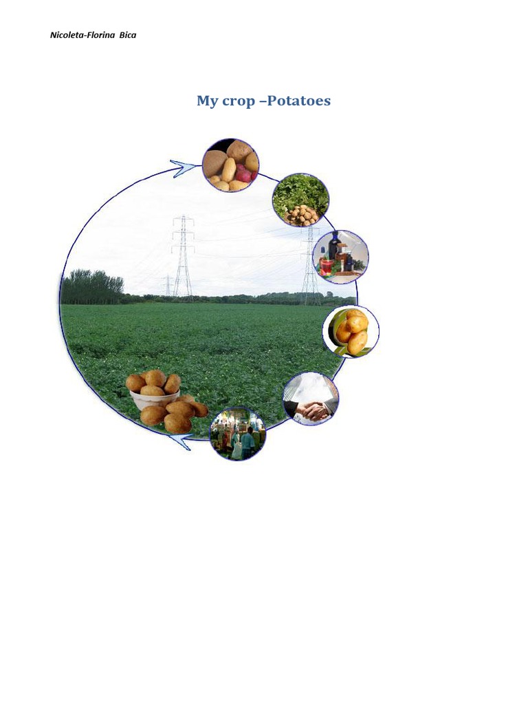 Potato Project | PDF | Potato | Seed