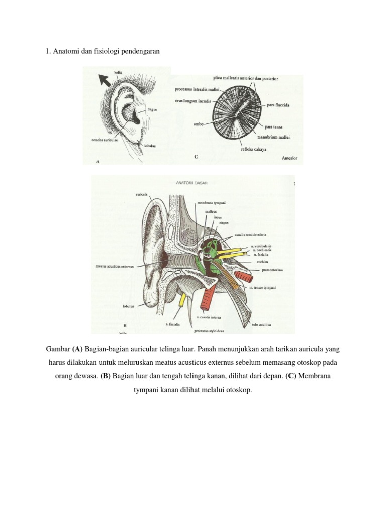 Anatomi Fisiologi Sistem Pendengaran