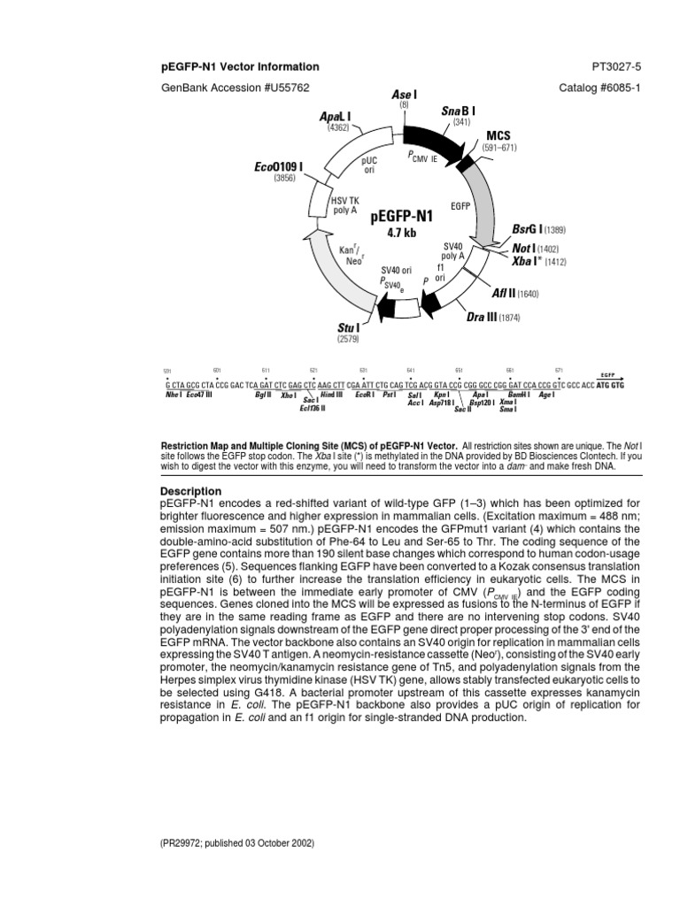 PEGFP-N1 Vector Information | PDF | Green Fluorescent Protein | Molecular Cloning