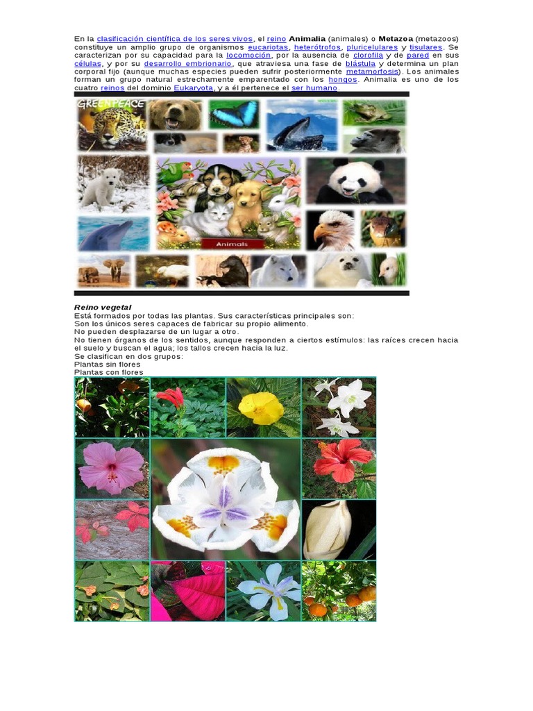 Reinos Biológicos: Animalia, Plantae, Monera, Fungi y Protista | PDF ...