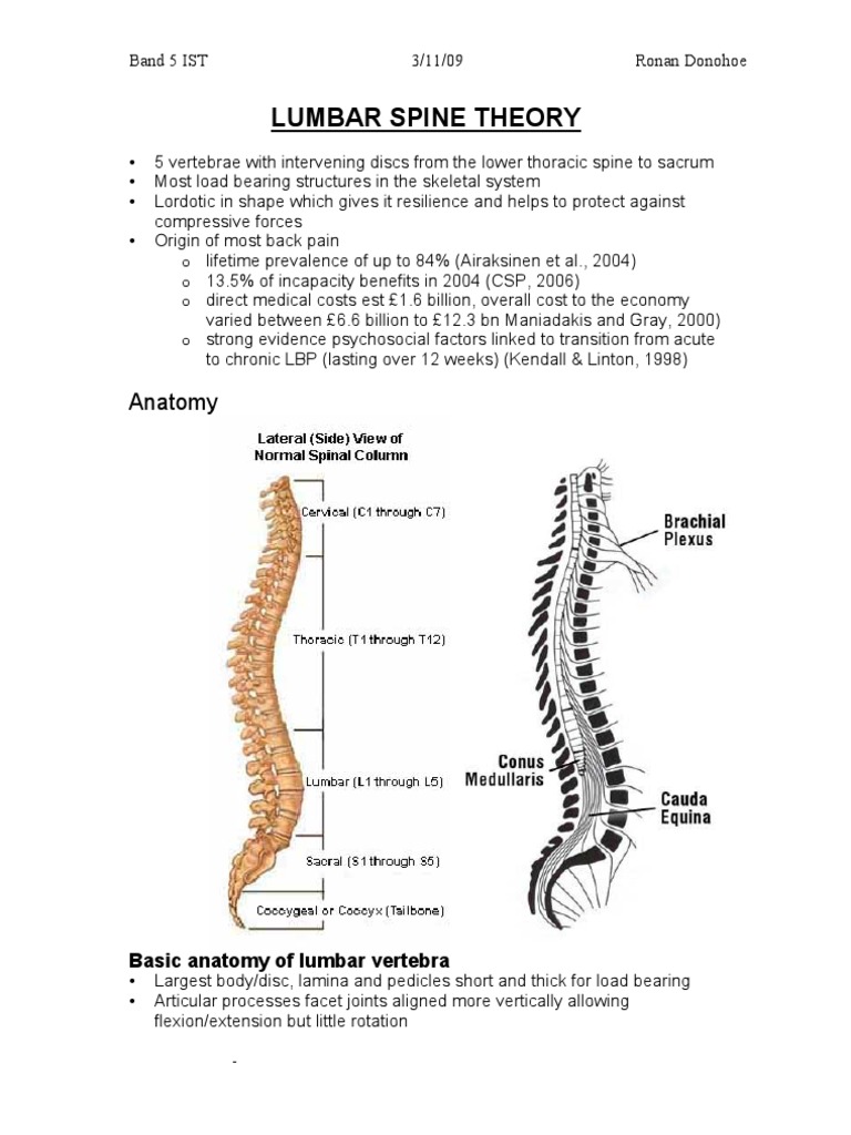 Lumbar Spine Theory | Vertebral Column | Vertebra