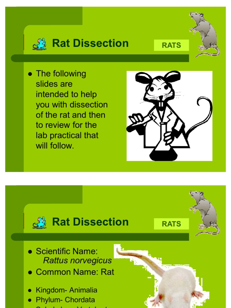 Rat Dissection | PDF | Anatomical Terms Of Location | Gastrointestinal ...