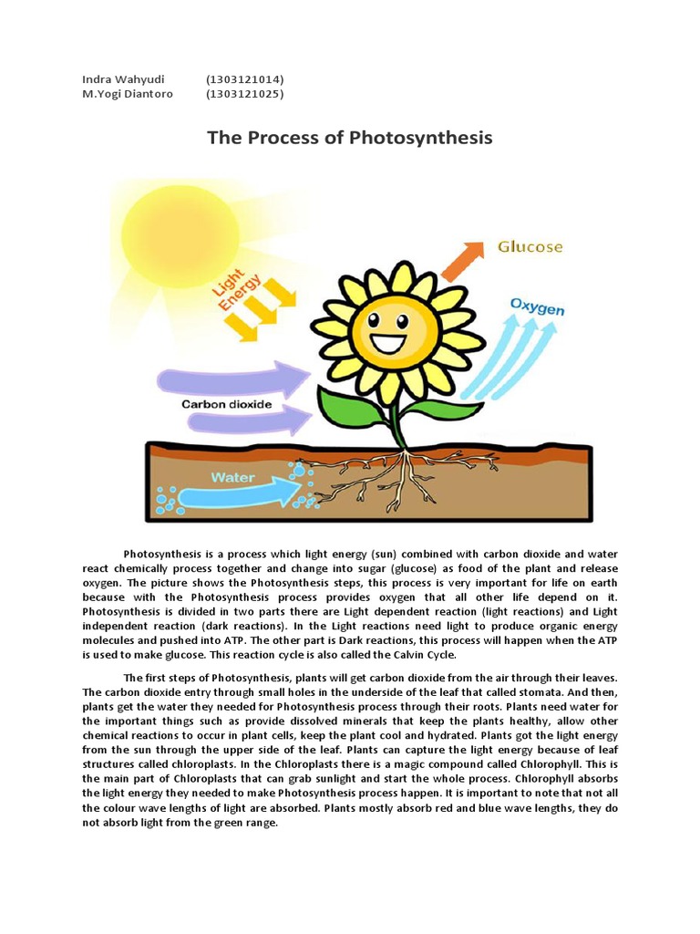 The Process of Photosynthesis | PDF | Photosynthesis | Plants