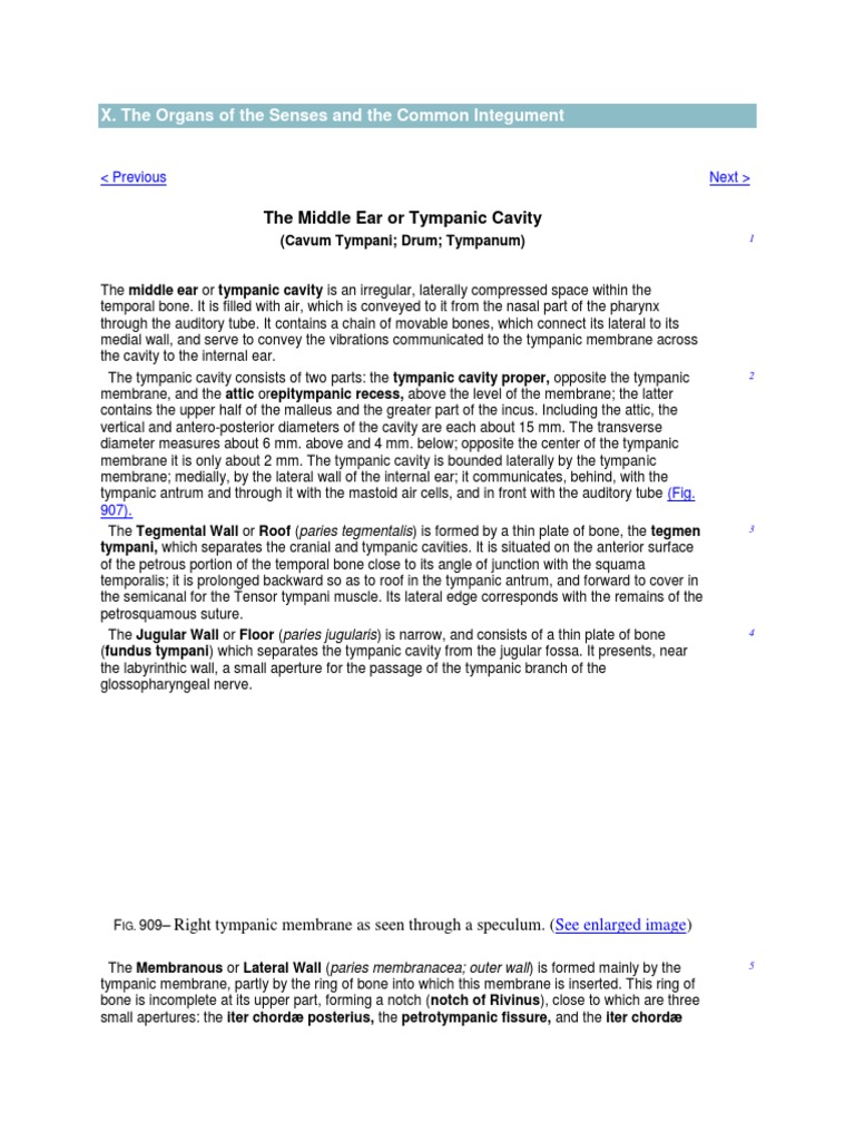 The Human Ear | PDF | Ear | Sensory Organs