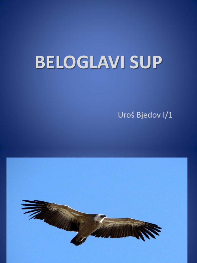 Beloglavi Sup | PDF