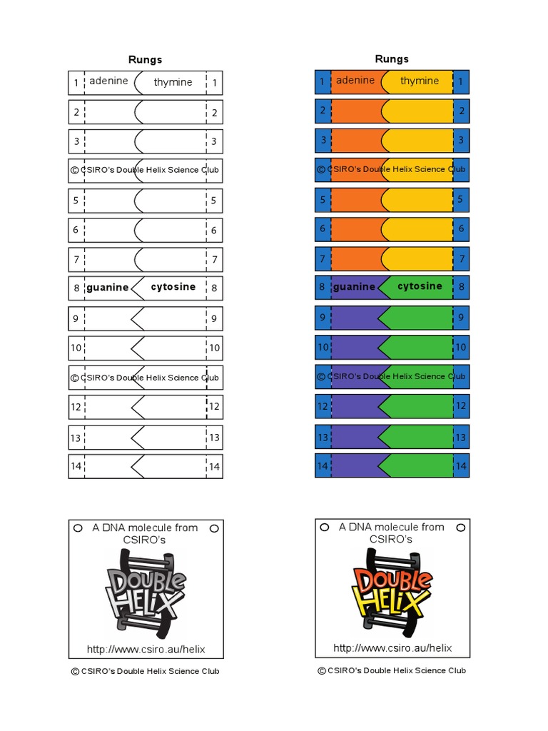 DNA Model Template | PDF