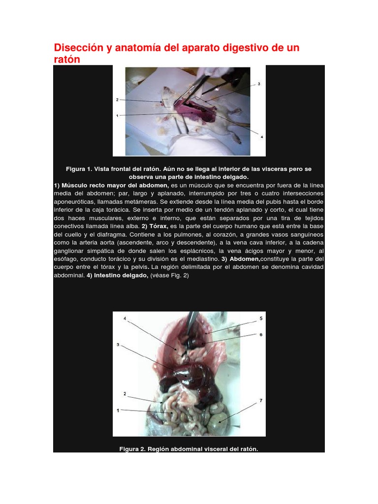 Disección y Anatomía Del Aparato Digestivo de Un Ratón | PDF | Abdomen ...