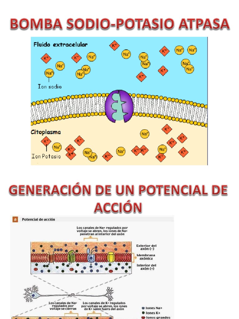 Bomba Sodio Potasio Atpasa | PDF