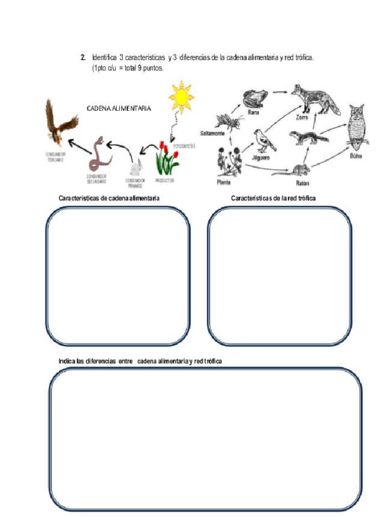 Diferencia Entre Cadena Alimenticia y Red Trófica | PDF