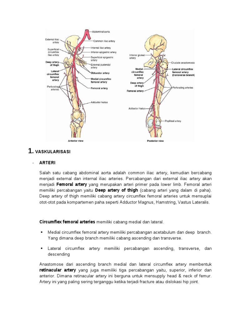 Vaskularisasi Lower Limb | PDF | Kajian Bahasa Asing | Kesehatan Holistik