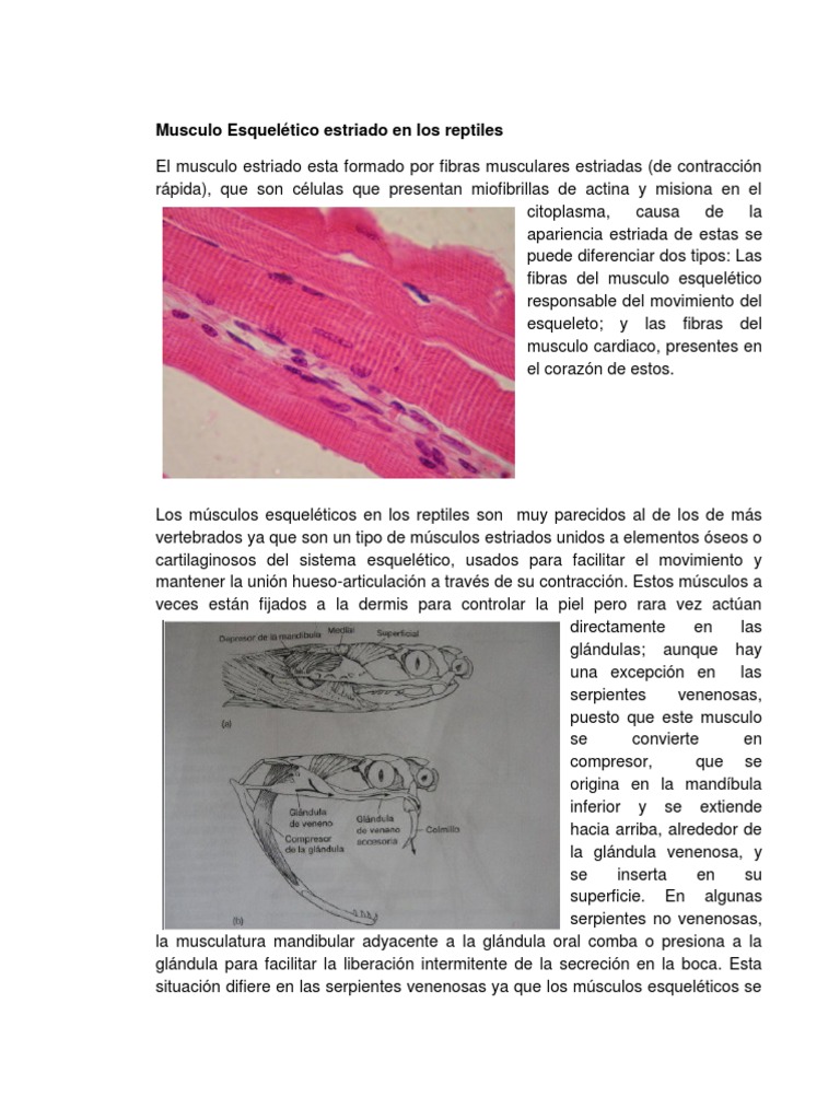 Musculo Esquelético en Los Reptiles