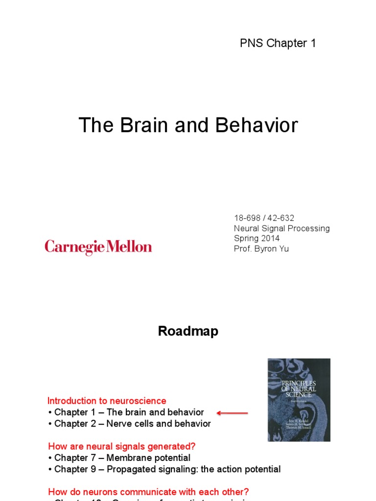 Neuroscience: Brain and Behavior Overview | PDF | Neuron | Cerebral Cortex