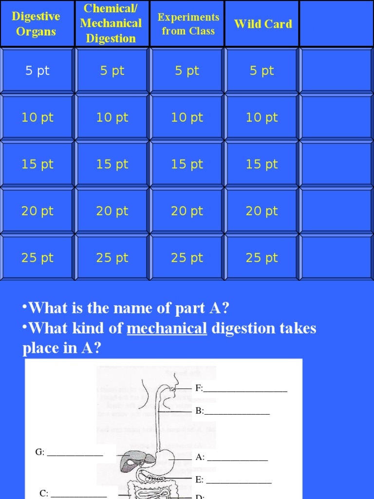 Digestive System Power Point Review 11-16-09 | PDF | Digestion ...