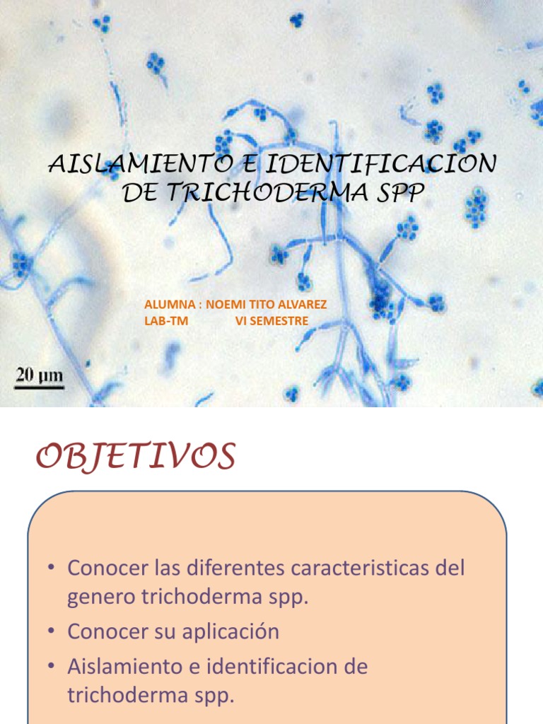 Aislamiento e Identificación de Trichoderma spp. | PDF | Insectos ...