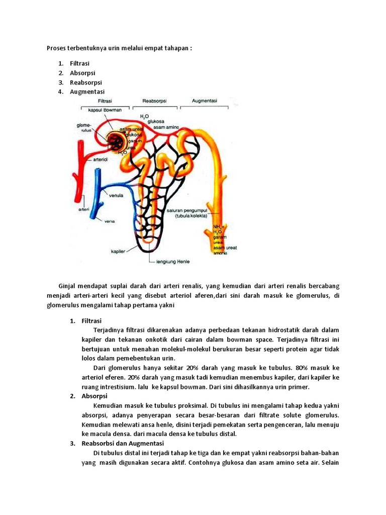 Proses Terbentuknya Urin Melalui Empat Tahapan | PDF