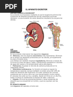 Triptico Del Sistema Excretor | PDF | Sistema urinario | Riñón