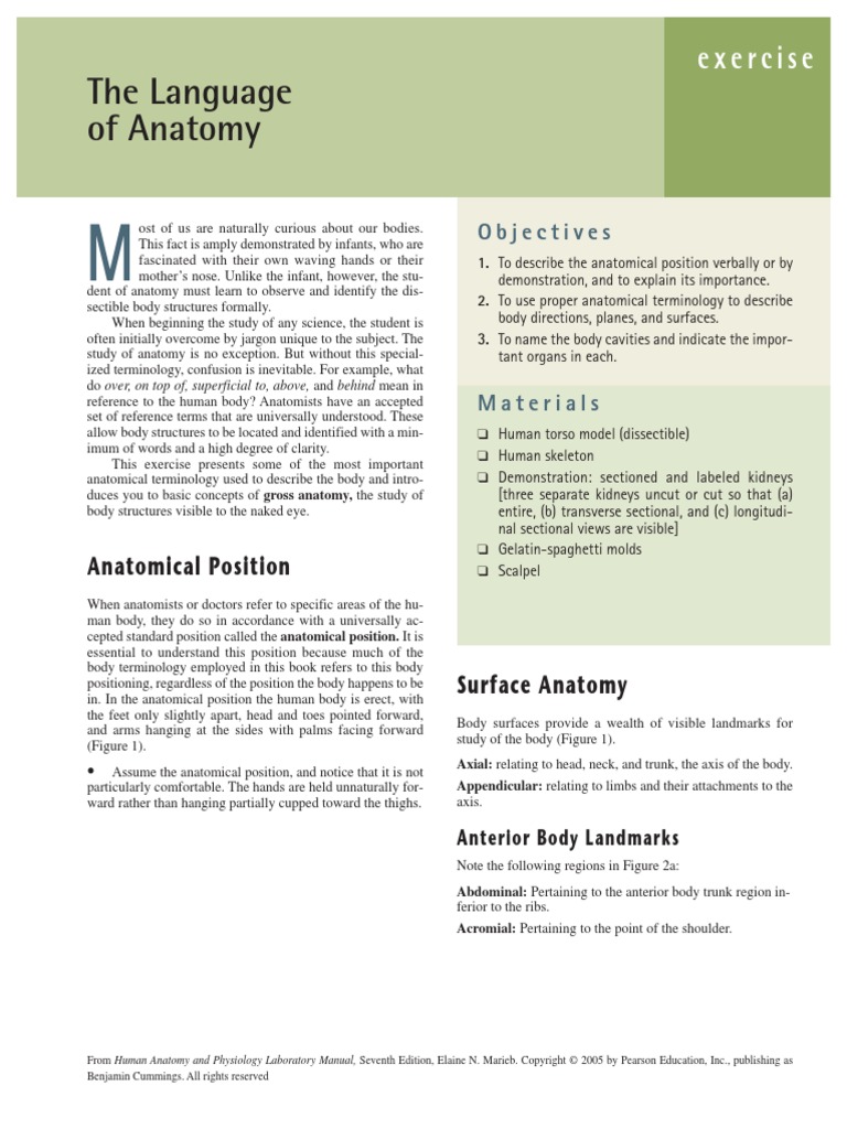 The Language of Anatomy: Exercise | PDF | Anatomical Terms Of Location ...