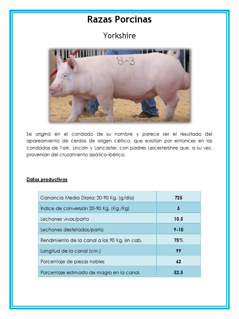 Razas Porcinas: Yorkshire, Landrace y Hampshire | PDF | Carne | Cerdo ...