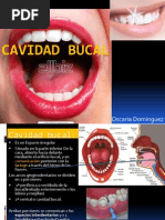 Región Labial de La Cara. | PDF | Labio | Anatomía humana