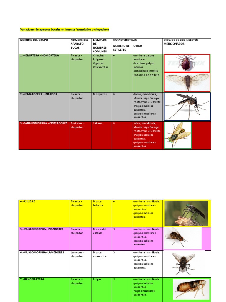 Tipos de aparatos bucales en insectos | PDF | Artes del Lenguaje y ...