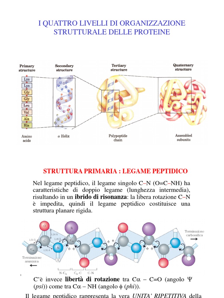 Struttura Delle Proteine | PDF