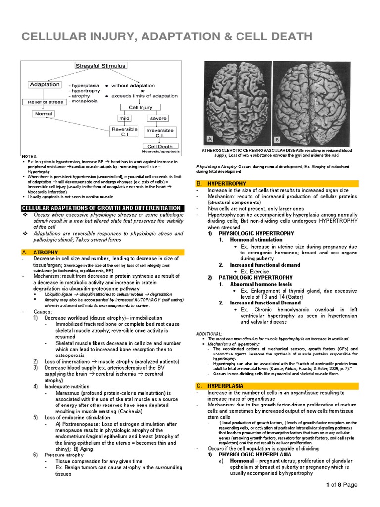Cellular Injury, Adaptation and Cell Death | PDF | Apoptosis | Necrosis
