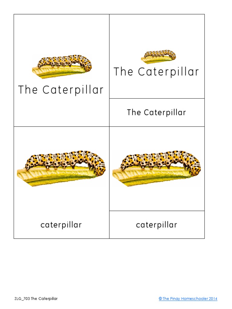 The Caterpillar Nomenclature and Definition Cards | PDF | Abdomen | Thorax