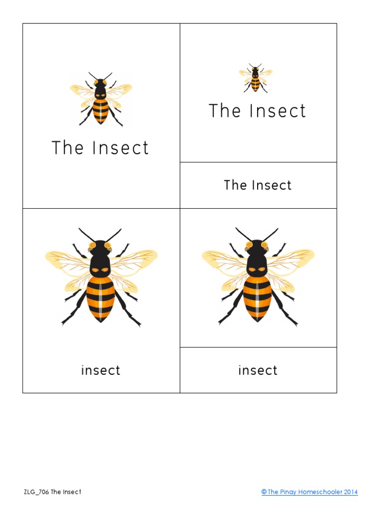 The Insect Nomenclature and Definition Cards | PDF | Insects | Eye