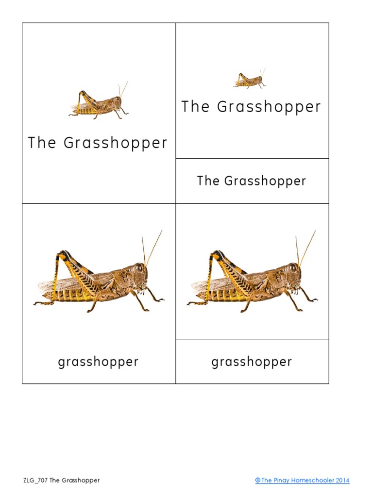 The Grasshopper | PDF | Insects And Humans | Arthropods