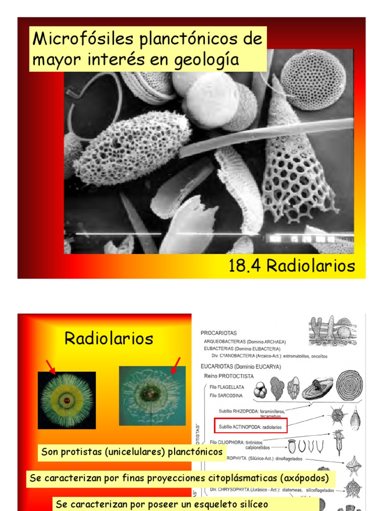Paleo General Radiolarios | PDF | Ciencia y matemáticas