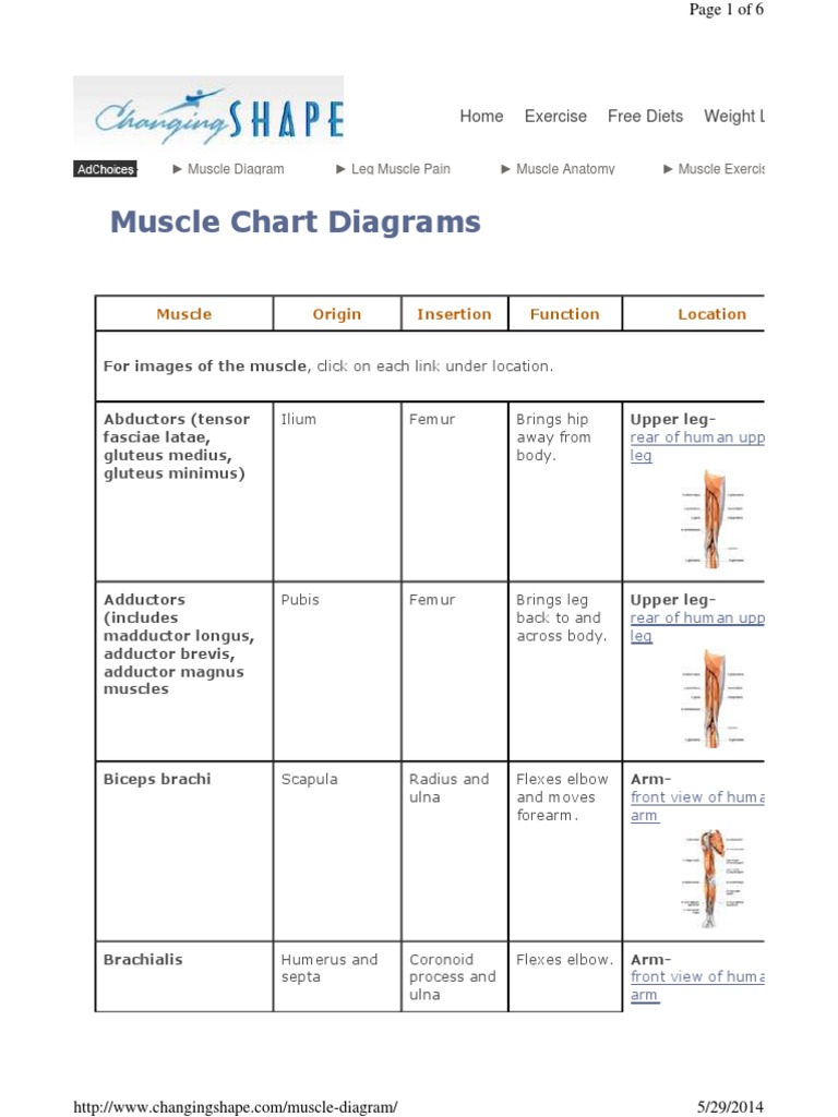 Muscle Table | PDF | Arm | Skeletal System