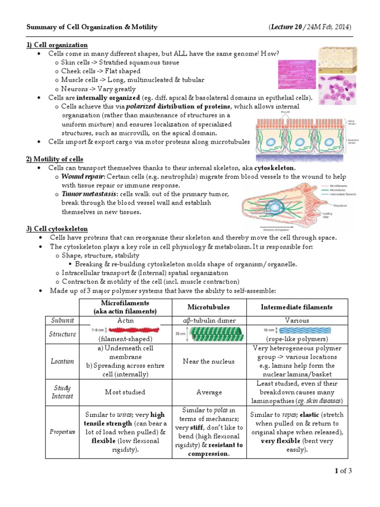 Lecture 20 - Cell Organization & Motility | PDF | Actin | Cytoskeleton
