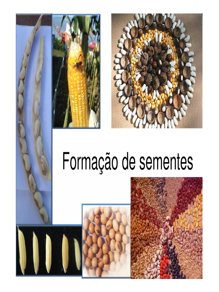 Formação de Sementes | Semente | Pólen