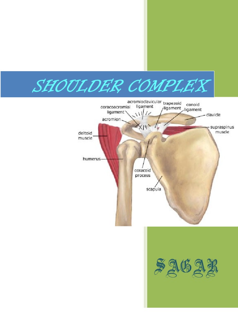 Shoulder Complex | PDF