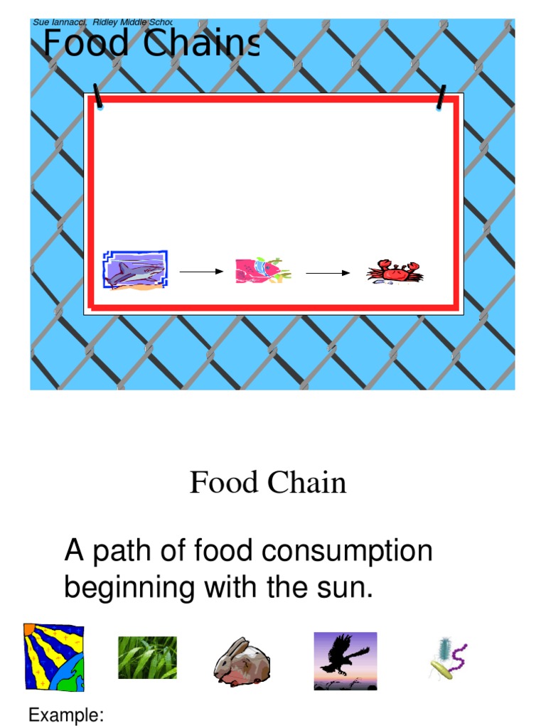 Food Chains & Webs | PDF