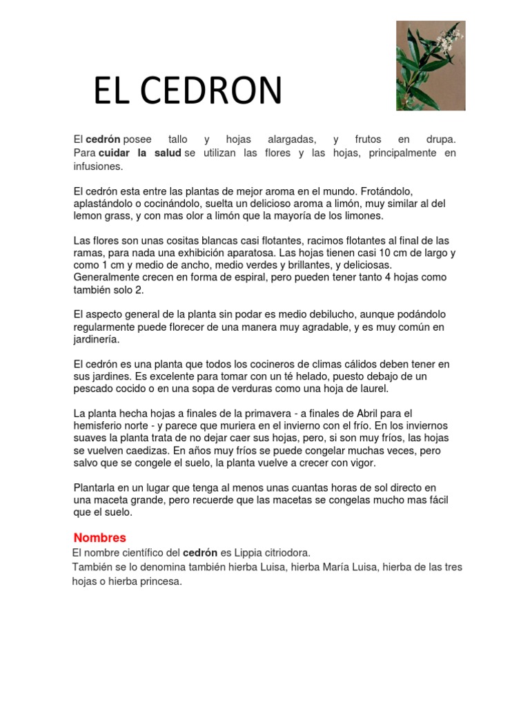 Las propiedades y usos medicinales del cedrón | PDF | Botánica | Horticultura y jardinería