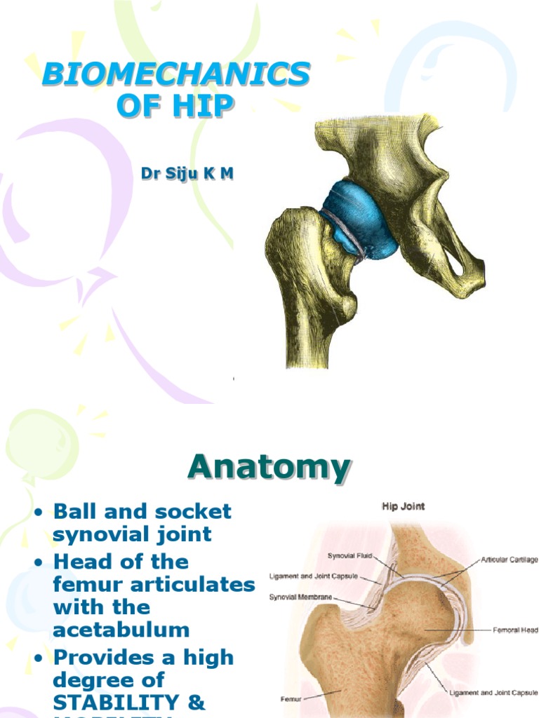 Biomechanics of Hip Joint | PDF | Hip | Musculoskeletal System